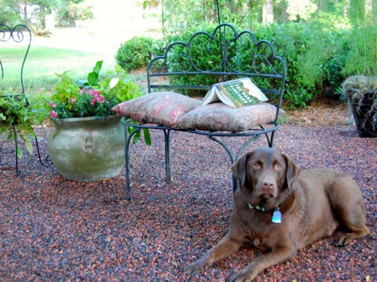 Ground Covers - Crimson Stone - Alabama
